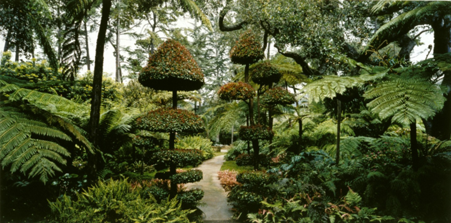 John Pfahl: Extreme Horticulture | The Bell | Brown University