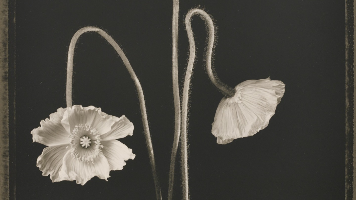 Flora: Collection Highlights | The Bell | Brown University